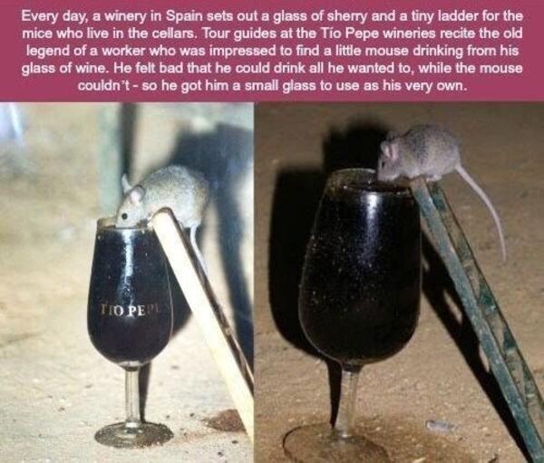 Those mice of good taste | /r/wholesomememes | Wholesome Memes | Know ...
