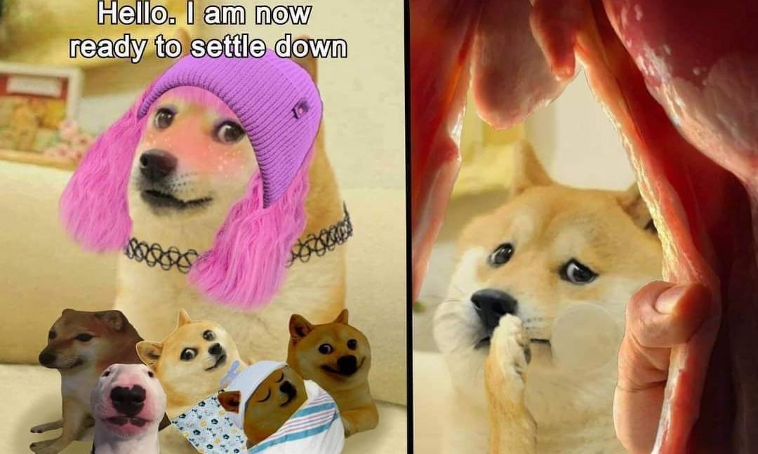 Le punched lasagna has arrived | /r/dogelore | Ironic Doge Memes | Know ...