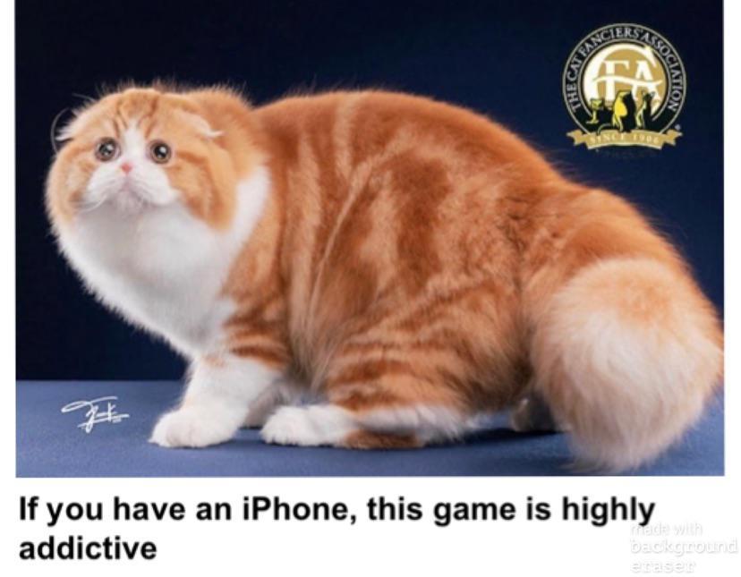 retard cat | /r/okbuddyretard | OkBuddyRetard | Know Your Meme