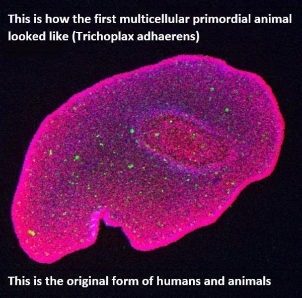 the beauty of science | Among Us | Know Your Meme