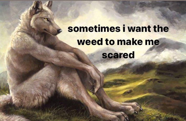 Sitting Wolf Wants Weed Scare | Emo Wolf / Lobos Con Frases / Sitting ...