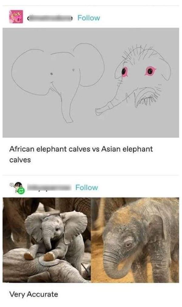 Difference in elephant calves | /r/wholesomememes | Wholesome Memes ...