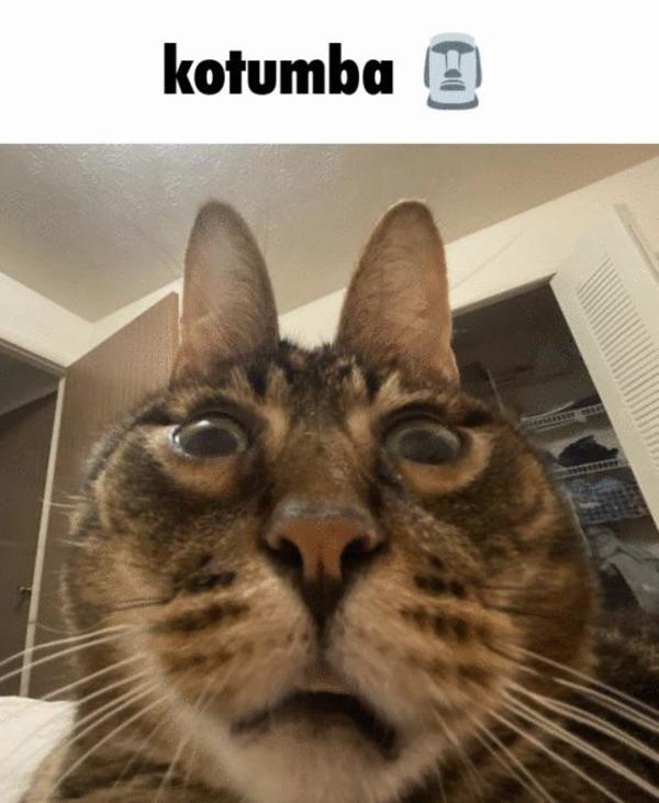 Kot*mba | /r/okbuddyretard | OkBuddyRetard | Know Your Meme