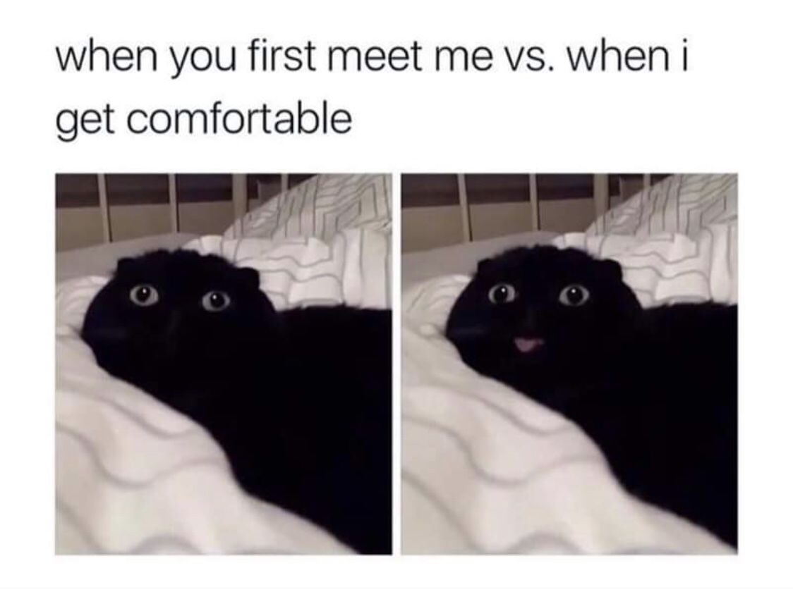 When I get comfortable | /r/wholesomememes | Cats | Know Your Meme