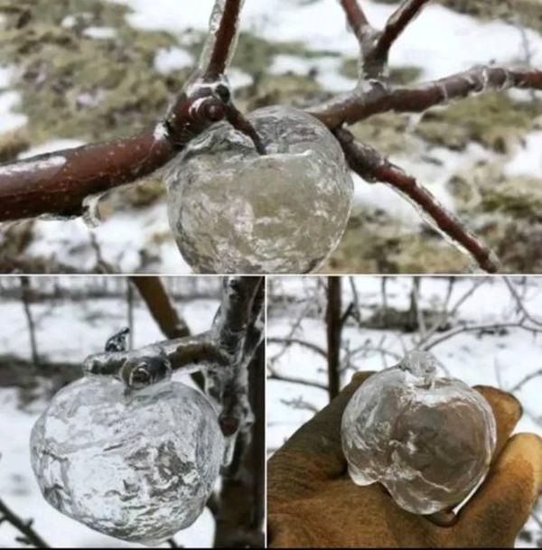 This is so interesting...Magical "Ghost Apples" in the Fruit Ridge area ...