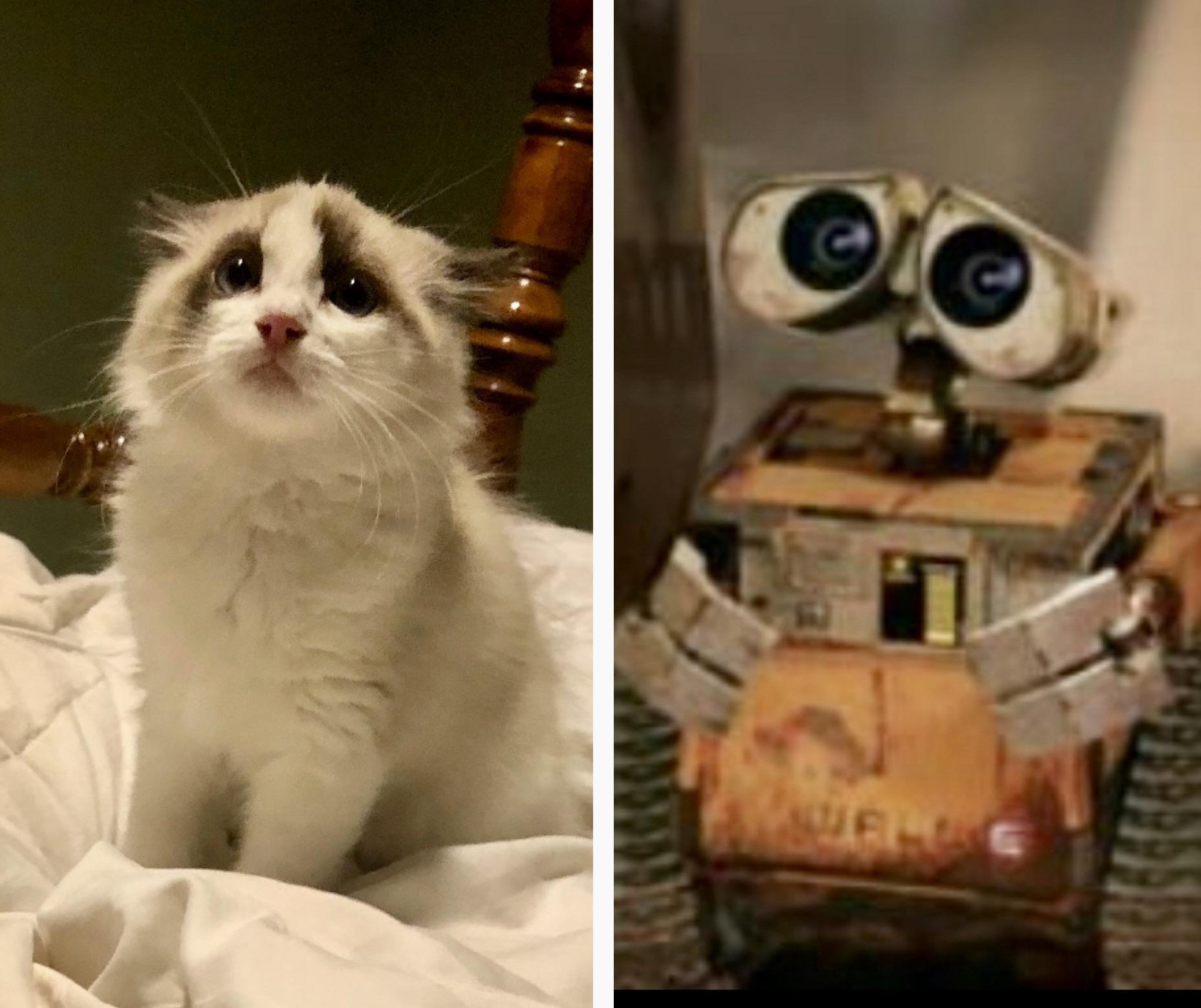 This cat "Wally" looks like Wall-e | Cats | Know Your Meme