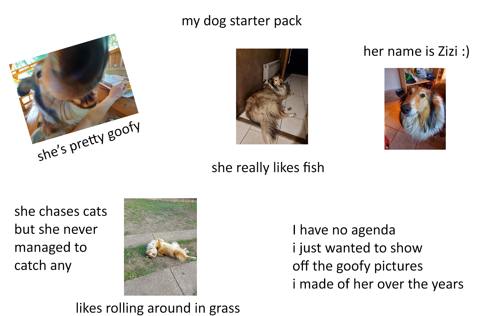 my dog starter pack | /r/starterpacks | Starter Packs | Know Your Meme