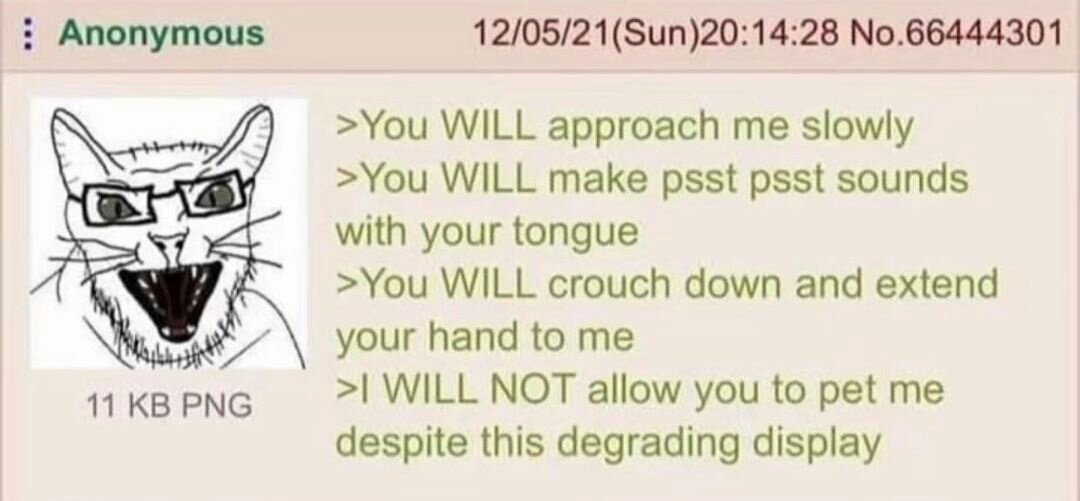 Anon is a cat | /r/Greentext | Meowjak | Know Your Meme