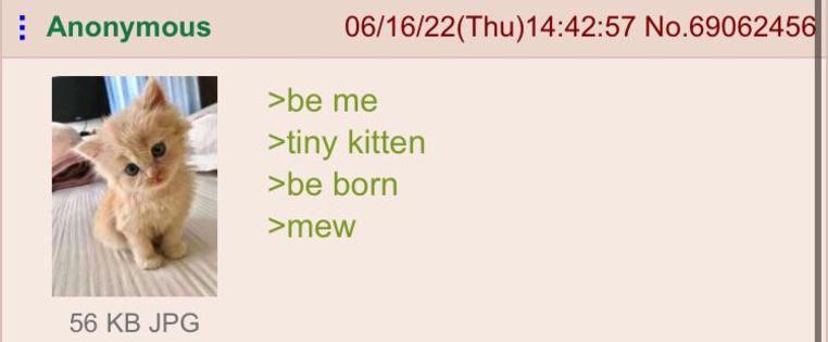 Anon is a cat | /r/Greentext | Greentext Stories | Know Your Meme