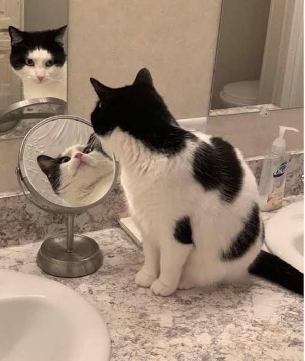 my two sides | Cats | Know Your Meme