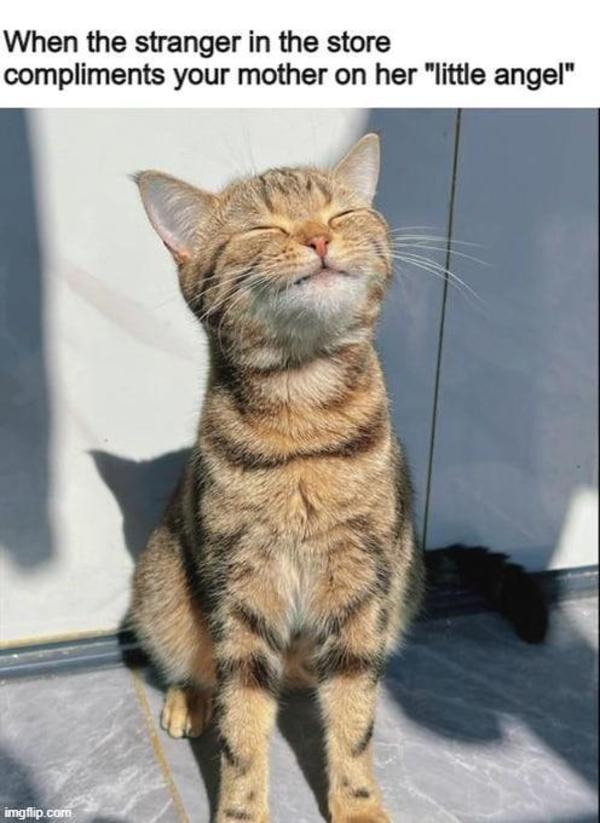 making me blush | Cats | Know Your Meme