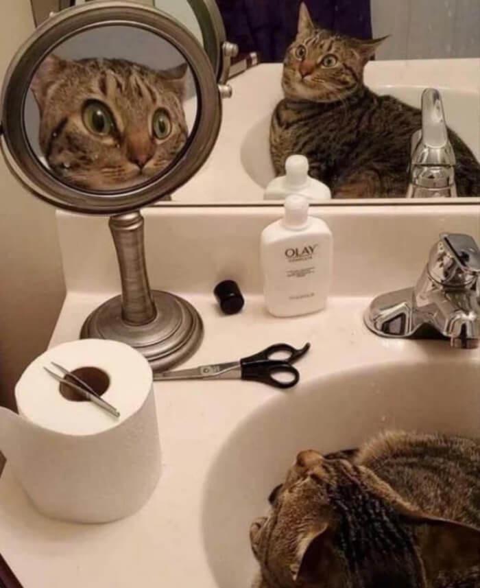 a very confused kitty | Cats | Know Your Meme