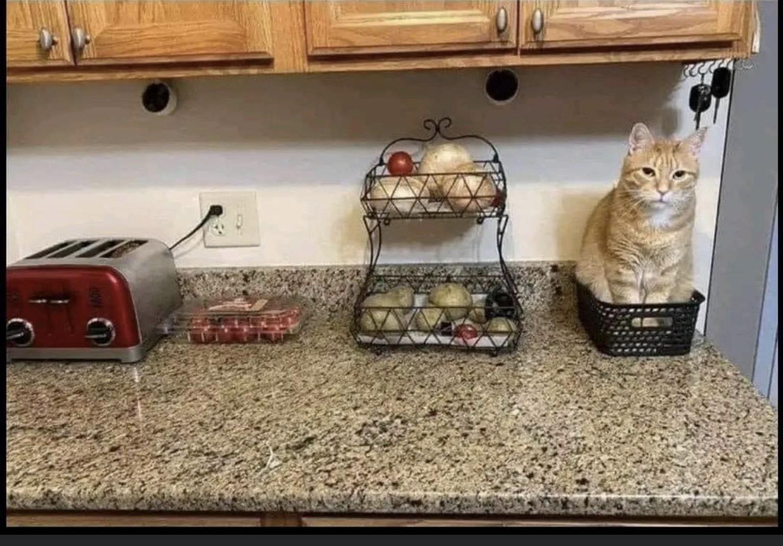 blending in | Cats | Know Your Meme