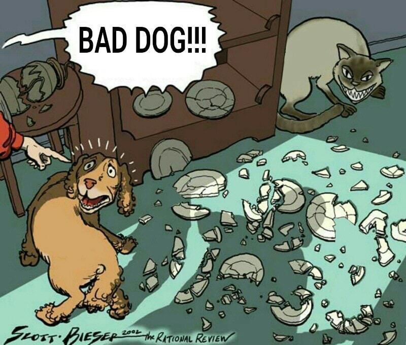 Bad Dog Meme Template | Dog Getting Blamed / Bad Dog | Know Your Meme