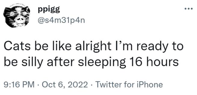 Cats be like alright I’m ready to be silly after sleeping 16 hours ...