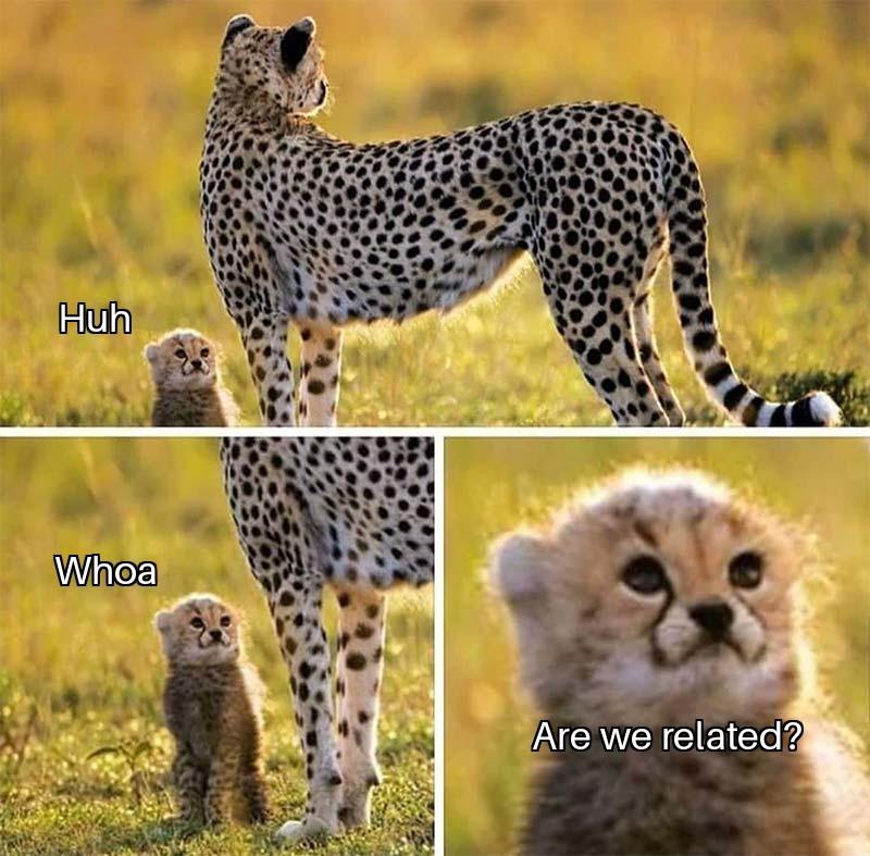 I'm confused... | /r/wholesomememes | Cheetah and Cub | Know Your Meme