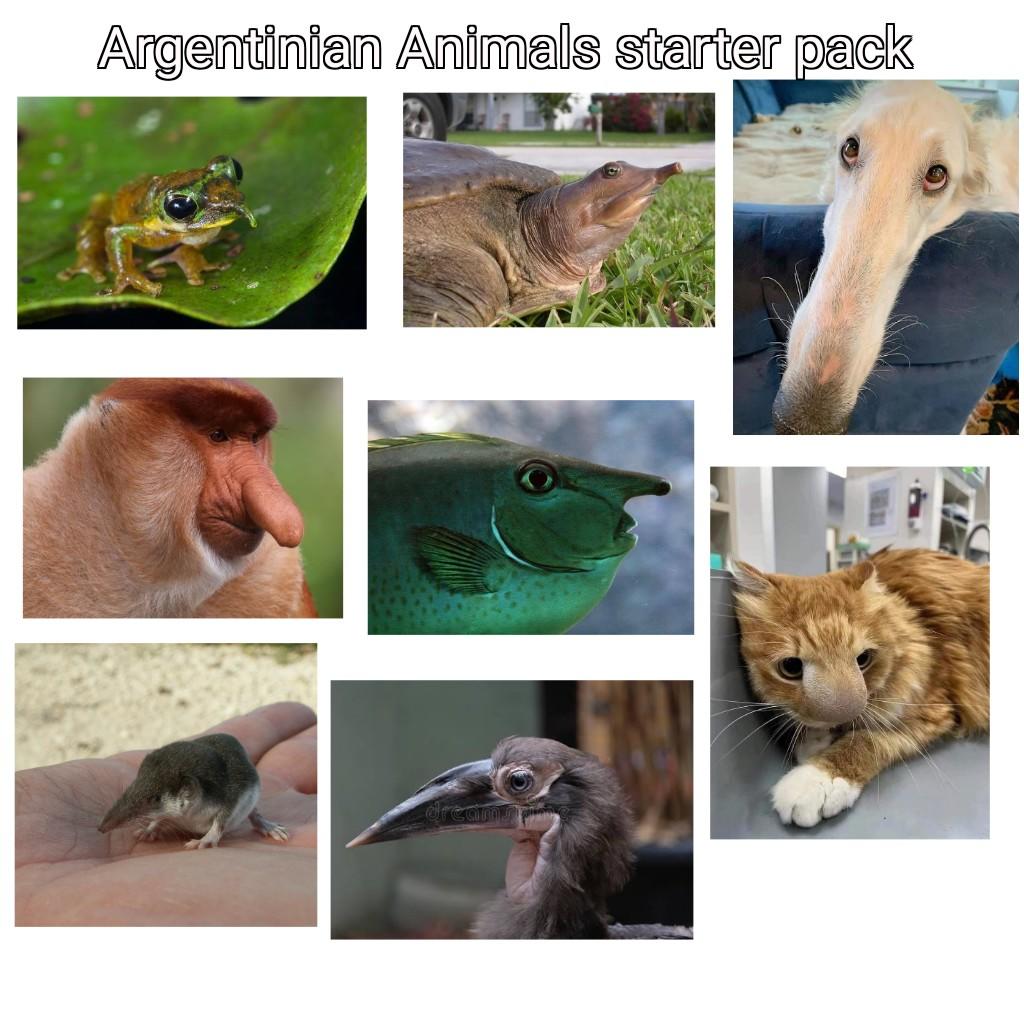 Argentinian Animals starter pack | /r/starterpacks | Starter Packs ...