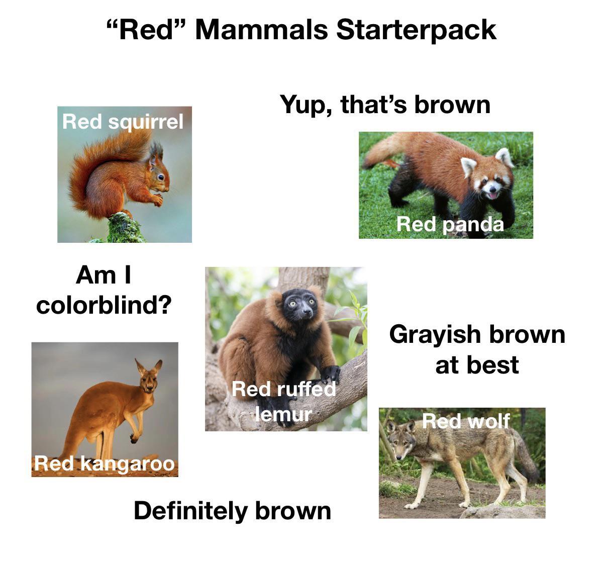 Red Mammals Starterpack | /r/starterpacks | Starter Packs | Know Your Meme