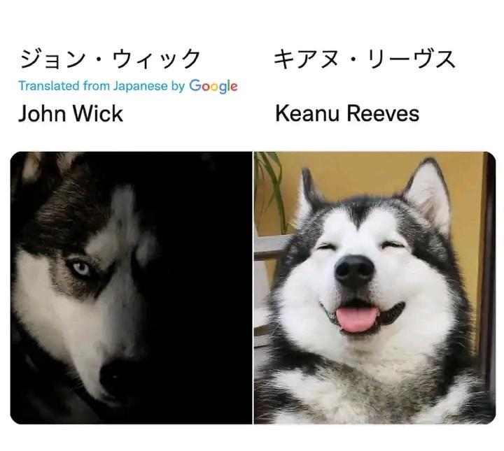 Yeah, Looks About Right | Dogs | Know Your Meme