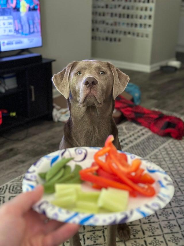 He Likes Vegetables More than Me | Dogs | Know Your Meme