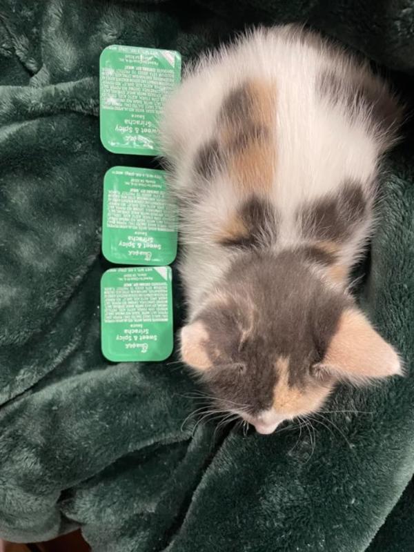3 Chick-fil-A sauces Cat | Chick-fil-a Sauce Cat | Know Your Meme