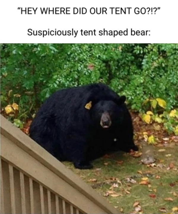 Suspiciously Tent Shaped Bear | Suspiciously Shaped Belly ...
