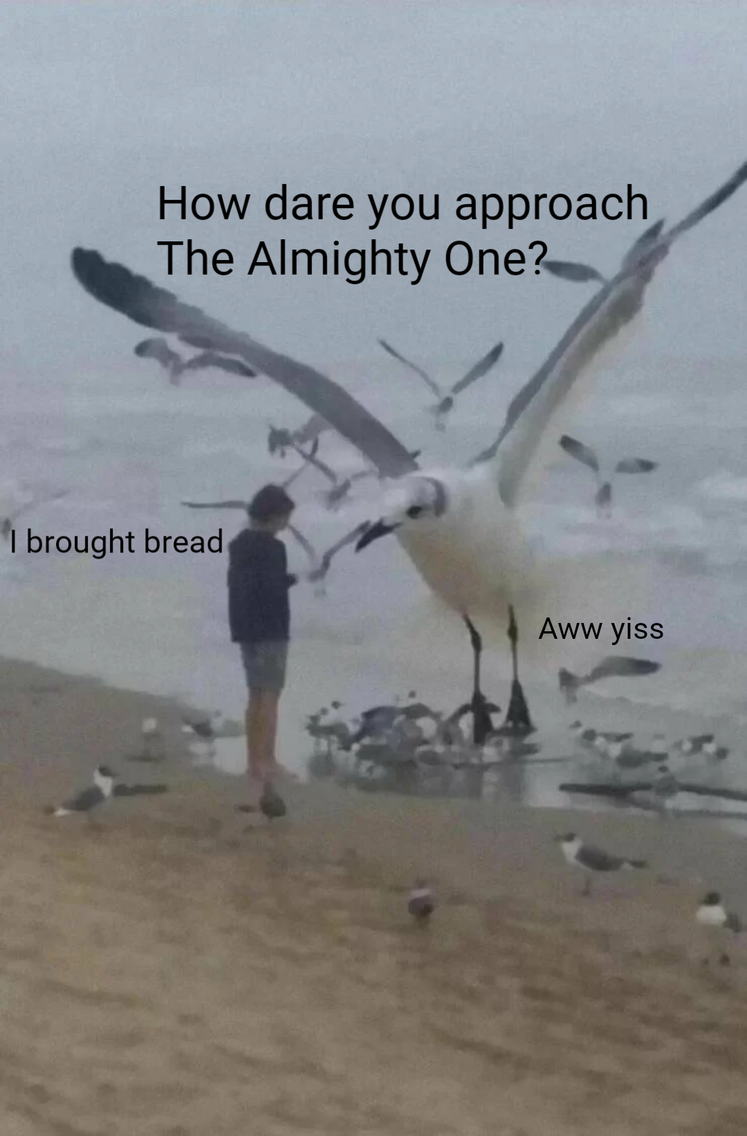 mighty seagull of the sea | /r/memes | Birds | Know Your Meme