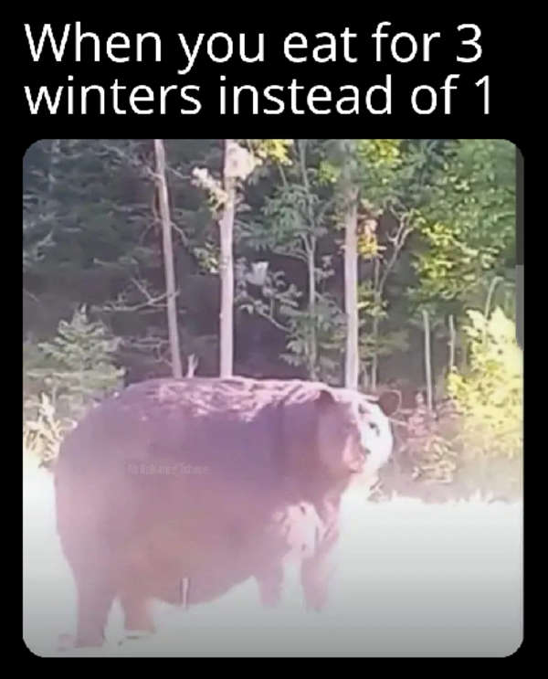 He's a chunky boy | /r/dankmemes | Animals | Know Your Meme