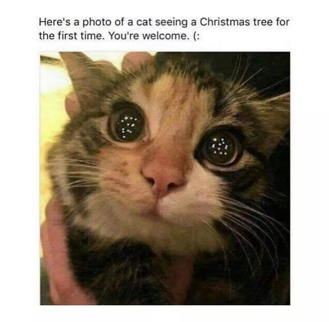 Starry eyed | /r/wholesomememes | Wholesome Memes | Know Your Meme