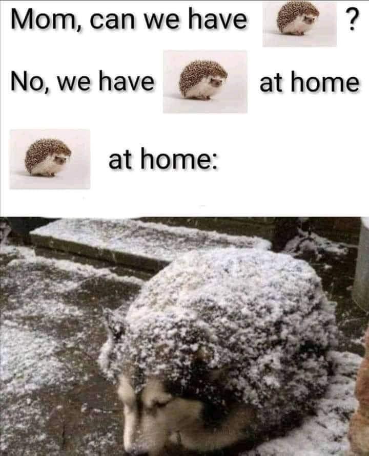 Hedgehog at home | /r/wholesomememes | Wholesome Memes | Know Your Meme