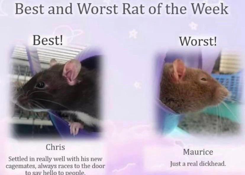 rats | /r/okbuddyretard | OkBuddyRetard | Know Your Meme