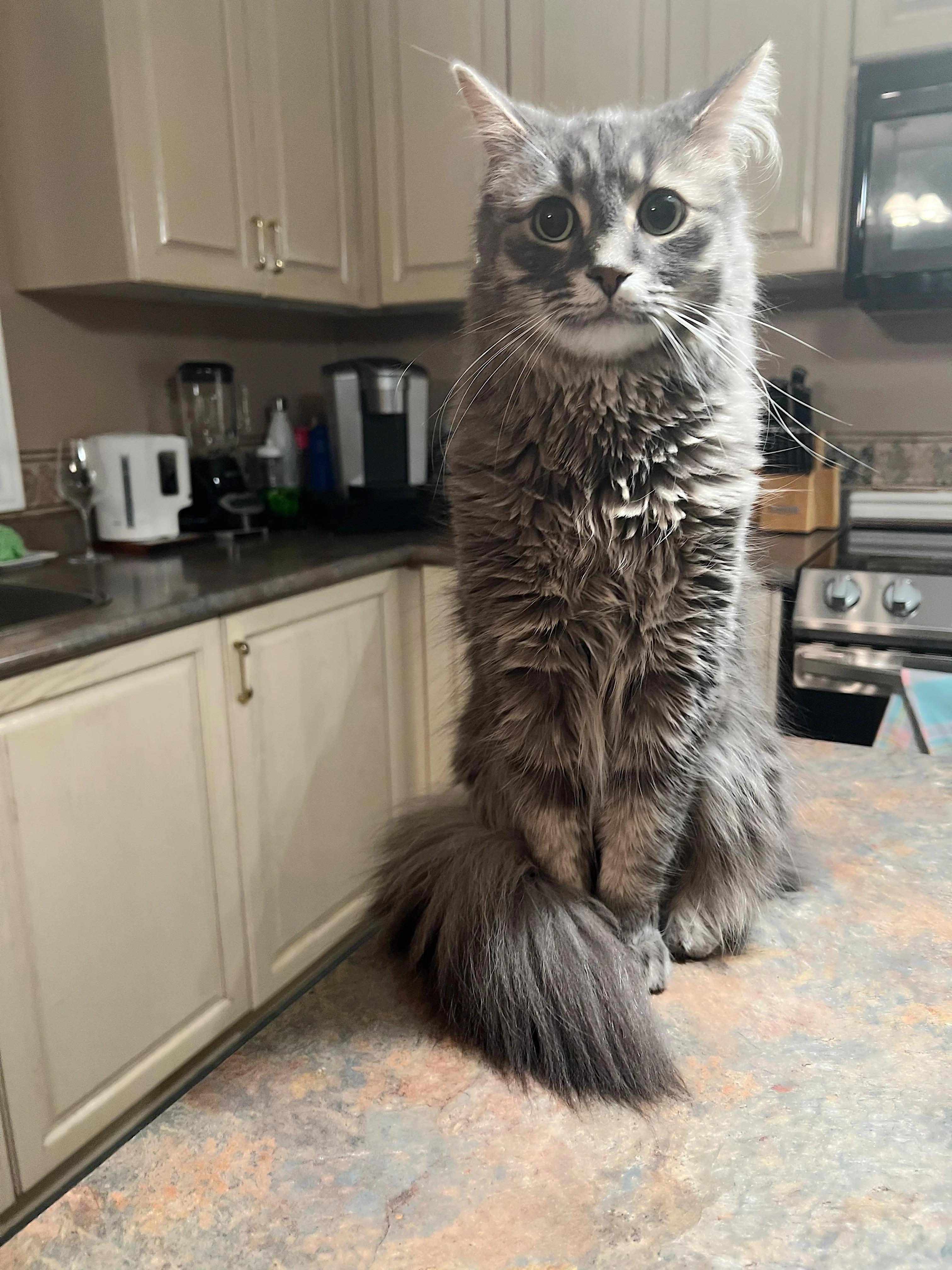 Big cat | Know Your Meme