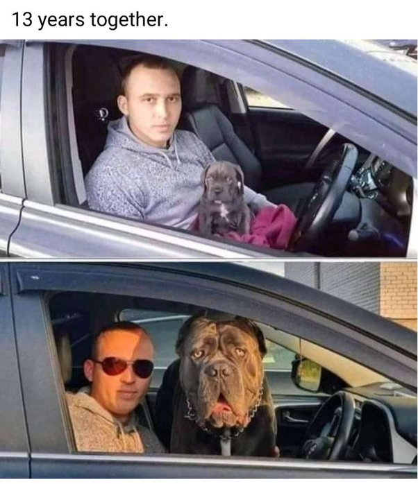 That's One Huge Dog | Know Your Meme