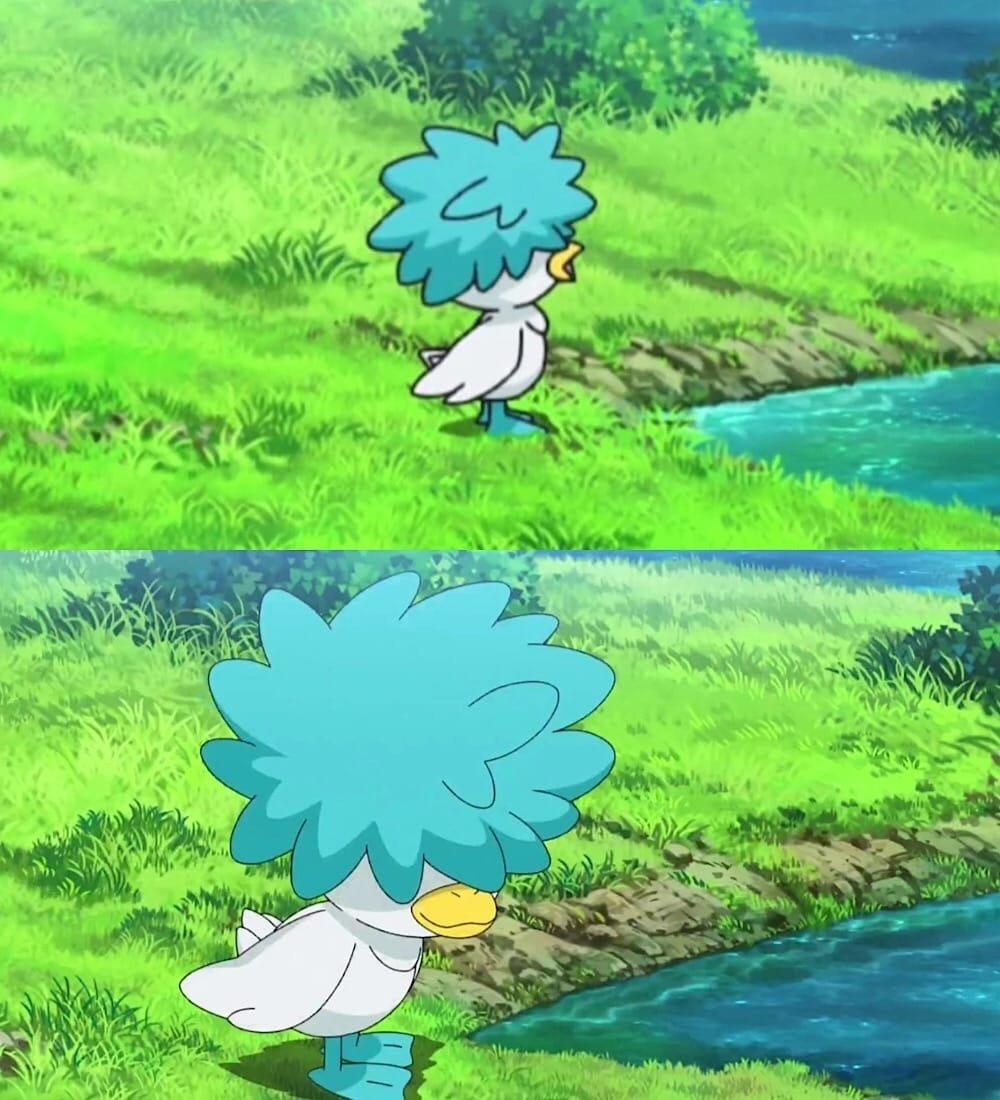 Quaxly with messy hair | Pokémon Scarlet and Violet | Know Your Meme