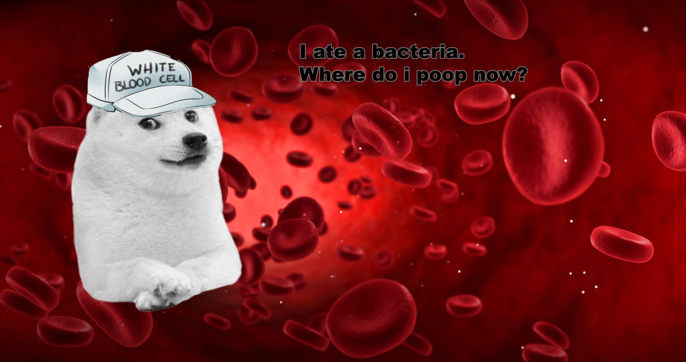 Le poop has arrive | /r/dogelore | Ironic Doge Memes | Know Your Meme