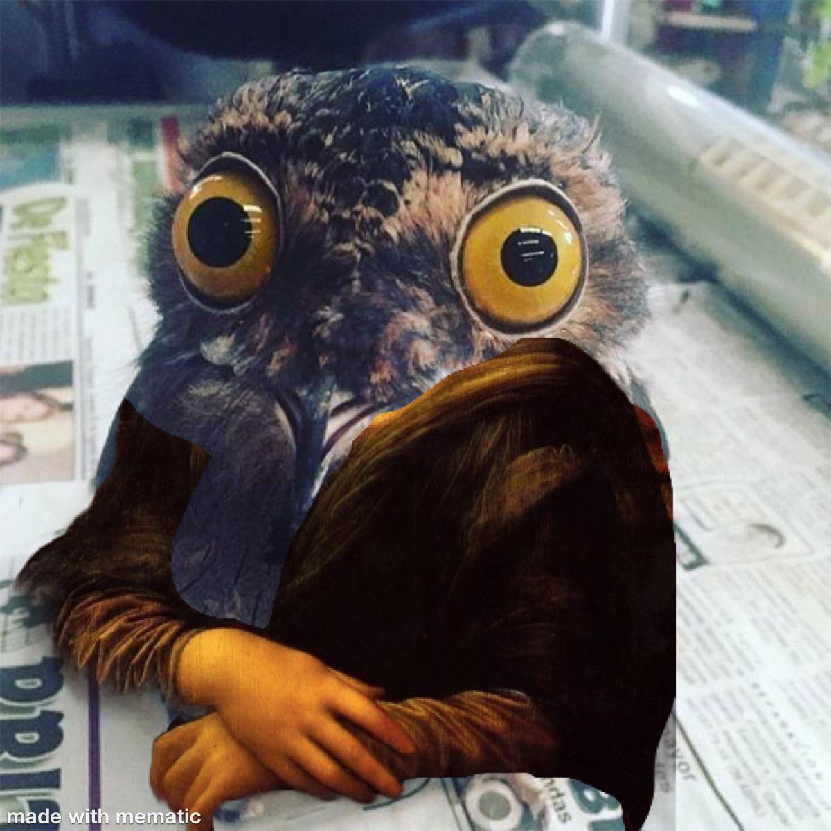 What is she thinking? | Birds with Arms | Know Your Meme