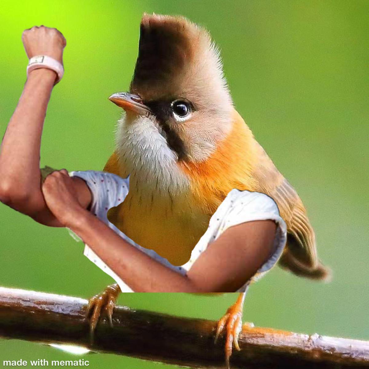 Nice arms | Birds with Arms | Know Your Meme