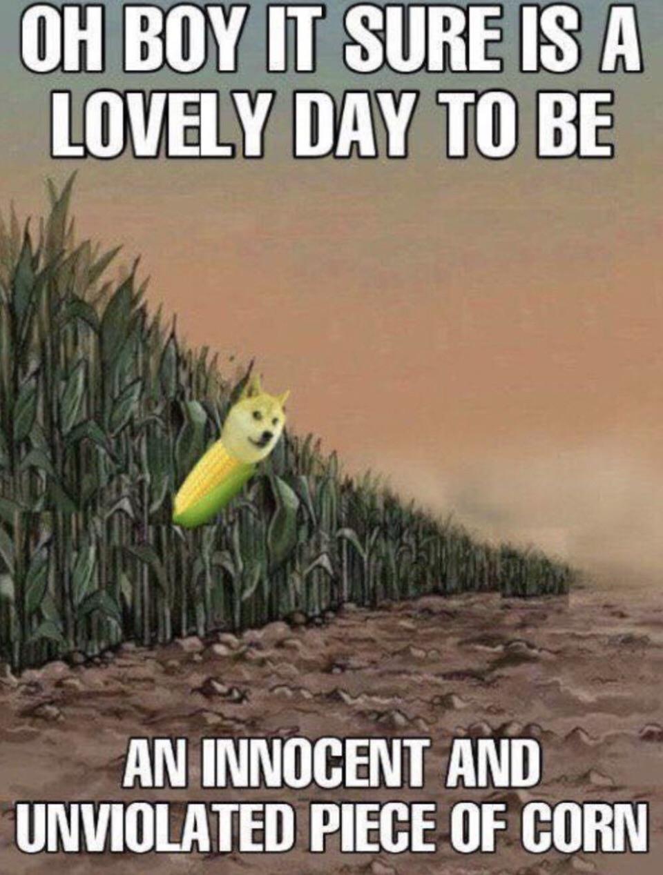 country girl has arrived | /r/dogelore | Ironic Doge Memes | Know Your Meme