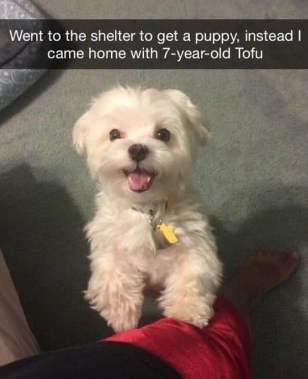 7-years-old Tofu | /r/wholesomememes | Wholesome Memes | Know Your Meme