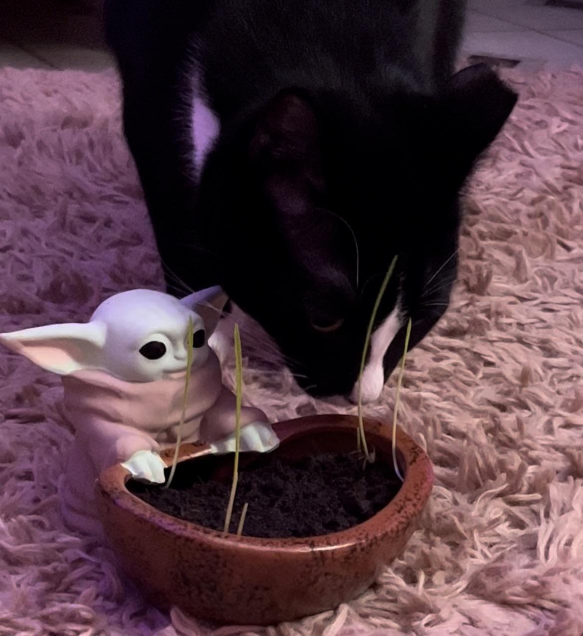 He is checking on and growing his very first patch of chia cat grass ...