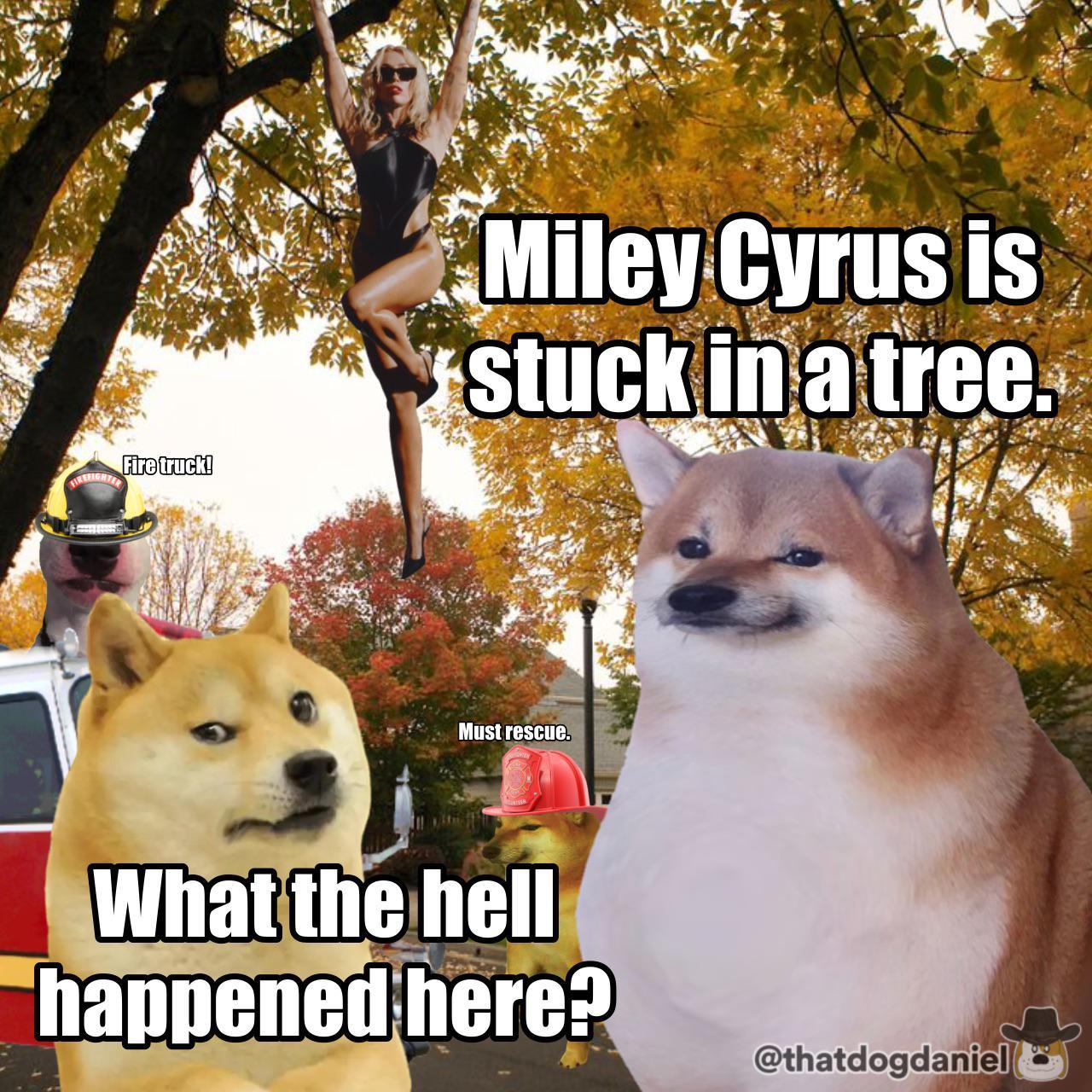 Le Endless Summer Vacation has arrived | /r/dogelore | Ironic Doge ...