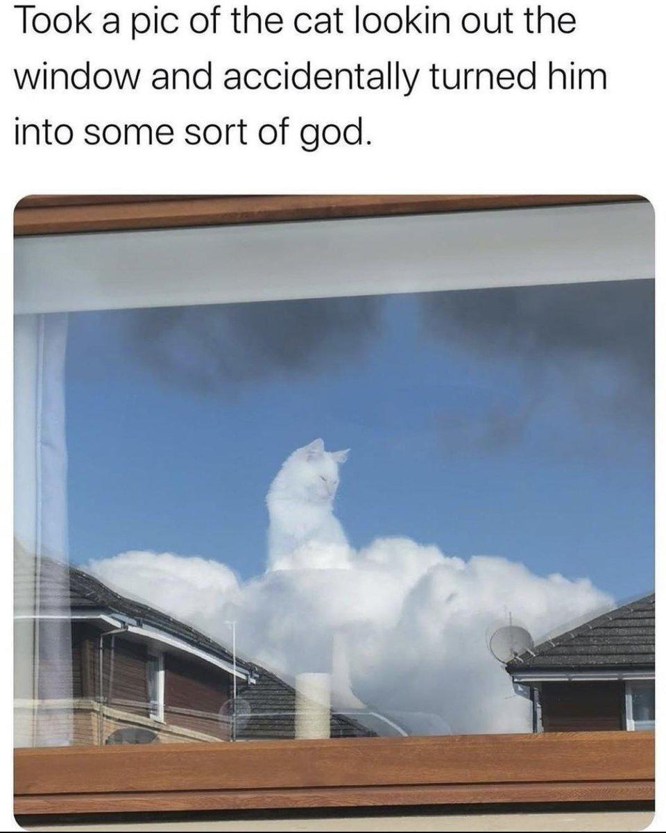 god is a cat | Cats | Know Your Meme