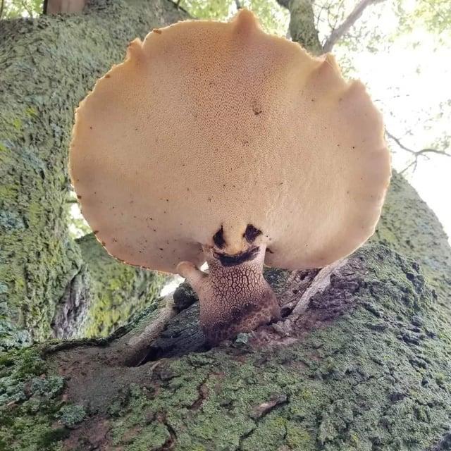Mushroom Man | Know Your Meme
