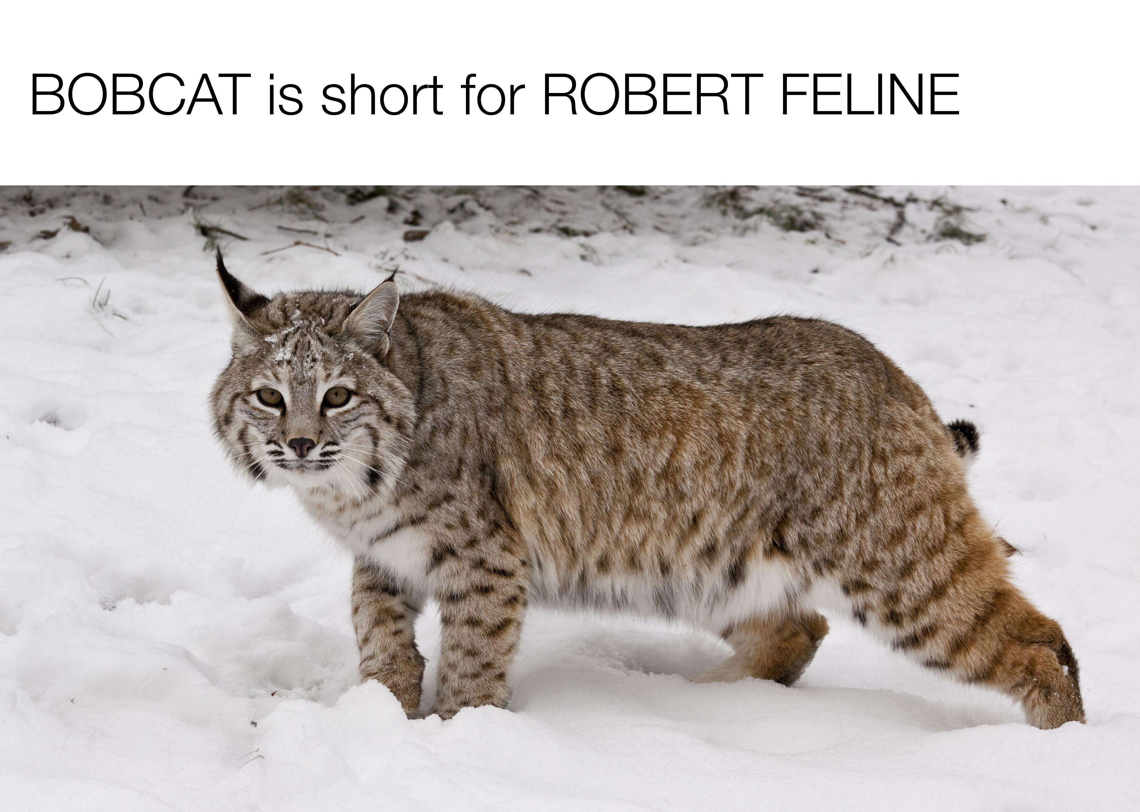 Good ol’ Bobby | /r/dankmemes | Know Your Meme