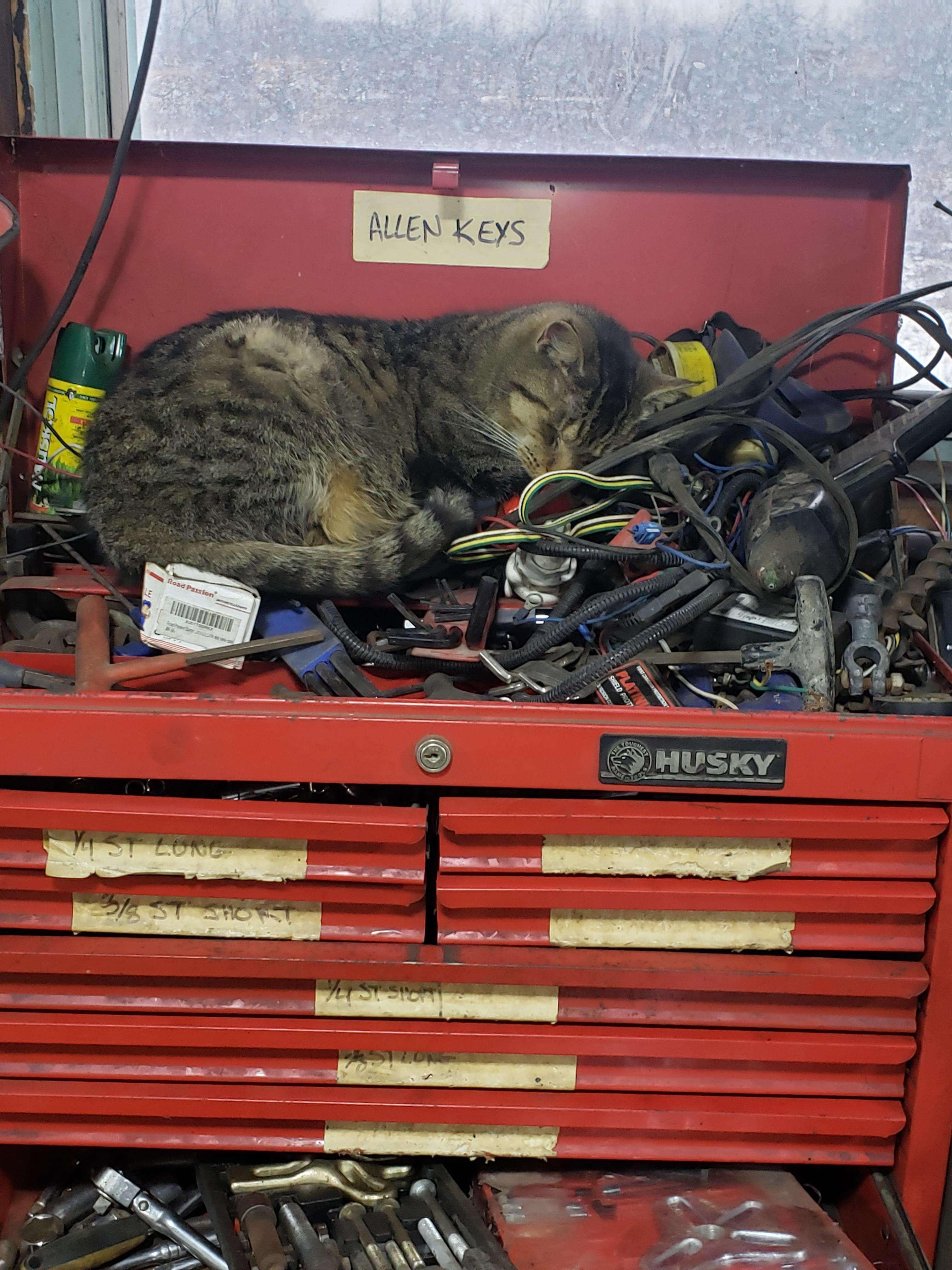 Head Mechanic's shift is done. | Cats | Know Your Meme
