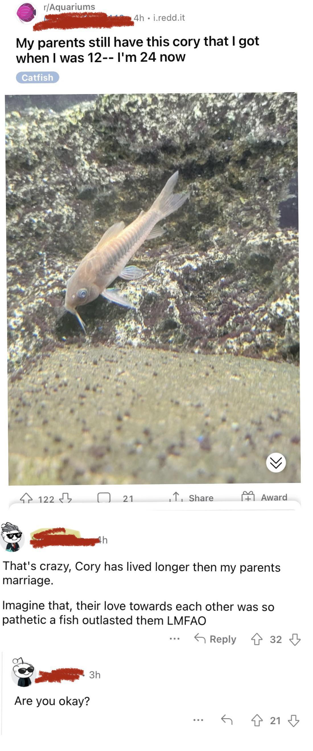 Fish vs Marriage | Know Your Meme