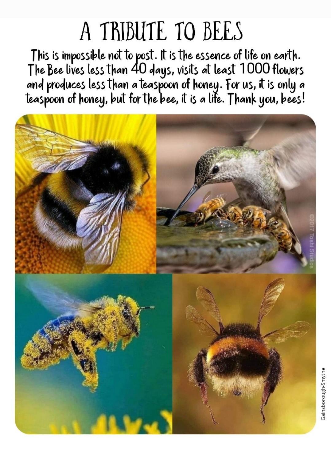 Bees be good. | /r/wholesomememes | Wholesome Memes | Know Your Meme