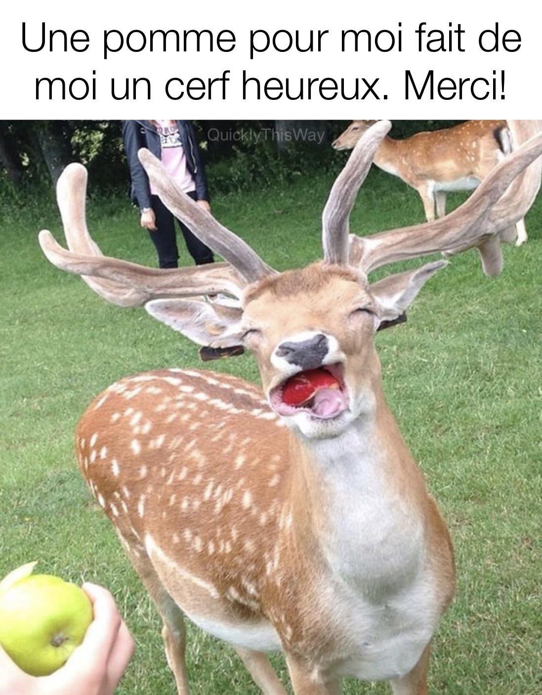 Merci beaucoup! | /r/wholesomememes | Wholesome Memes | Know Your Meme