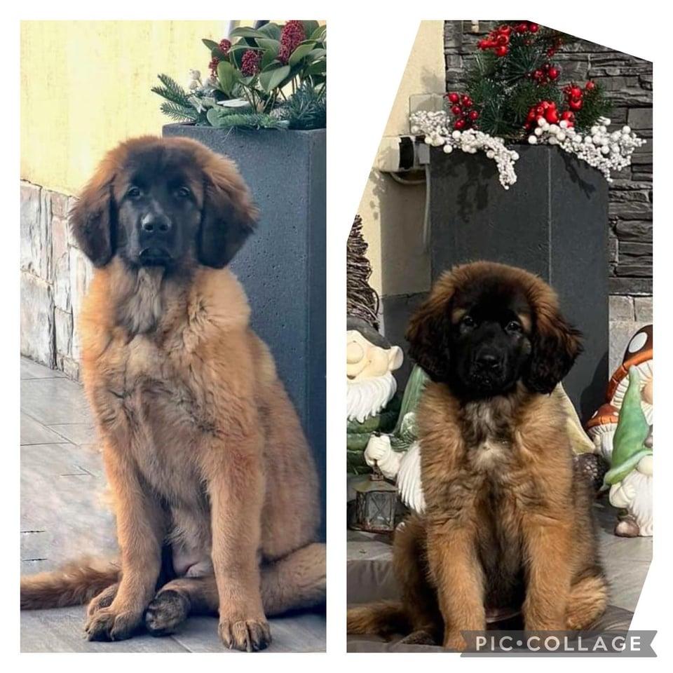 Small doggo, Big Doggo! | Know Your Meme