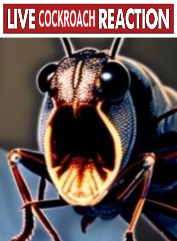 Live Cockroach Reaction | AI Art | Know Your Meme